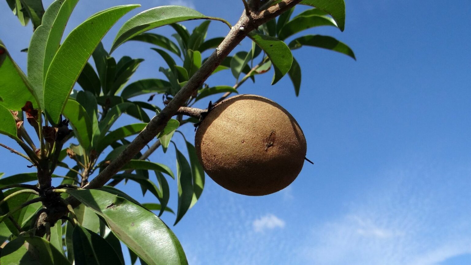 Naseberry Fruit The Jamaican Sapodilla – Jamaican Foods and Recipes ...