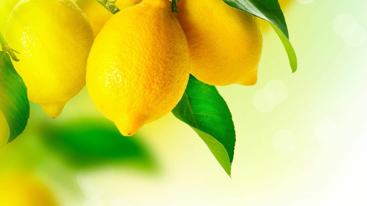 How long can you leave ripe lemons on the tree? - JustALittleBite